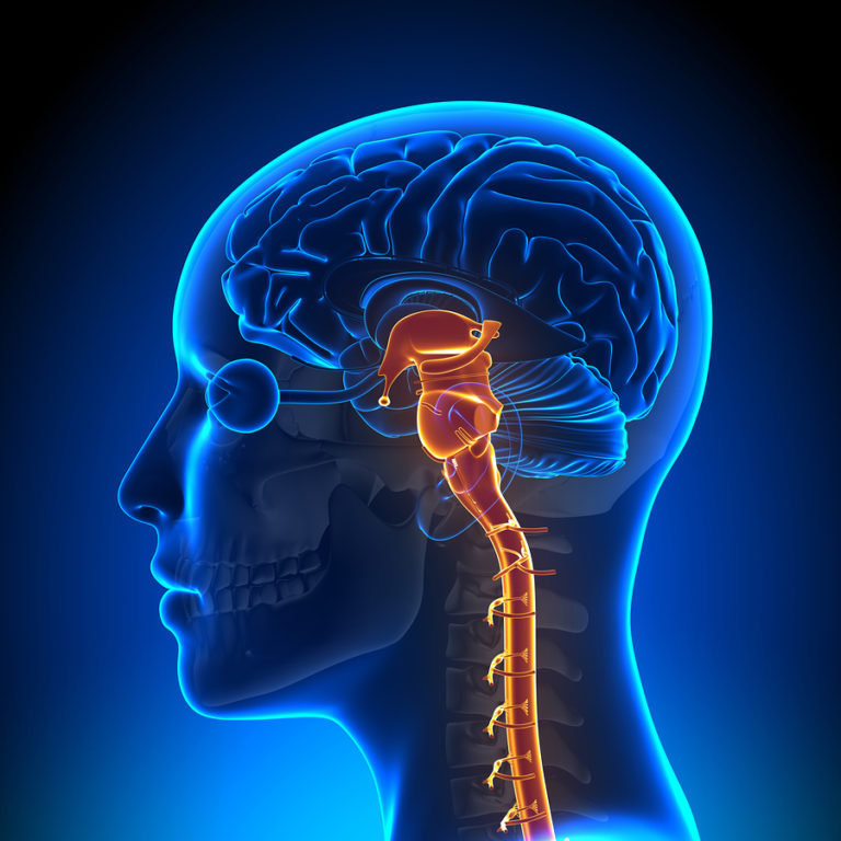 Brain Stem Injury - What happens if the brainstem is damaged